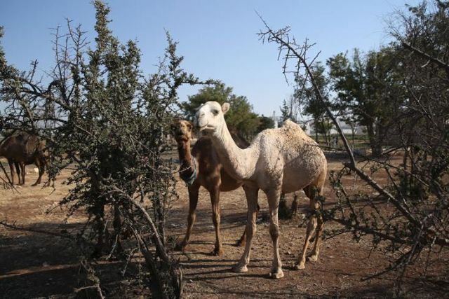 Dozens of camels fall prey to mystery ailment in Kenya - Timeturk Haber