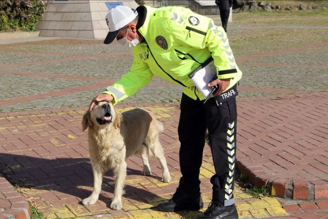 Turkish traffic cop, stray dog become fast friends - Timeturk Haber