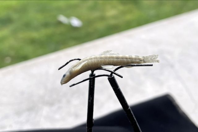 Endangered Batman river fish spotted in Turkiye to be protected ...