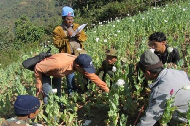 Myanmar stands as world’s largest source of opium, says UN - Timeturk Haber