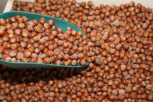 FİSKOBİRLİK 10 bin ton fındığı bekliyor - Timeturk