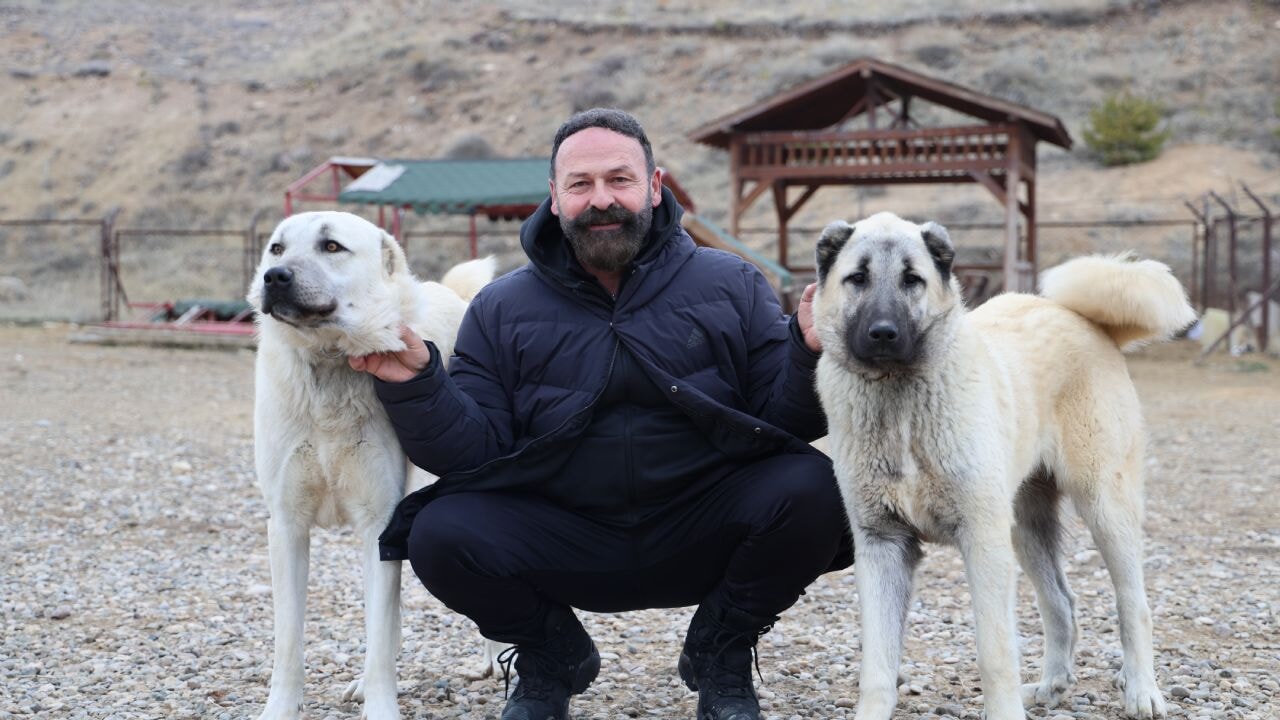 Kurtlar yerleşim yerlerine dadandı, uzmanı çare olarak Kangalları ...